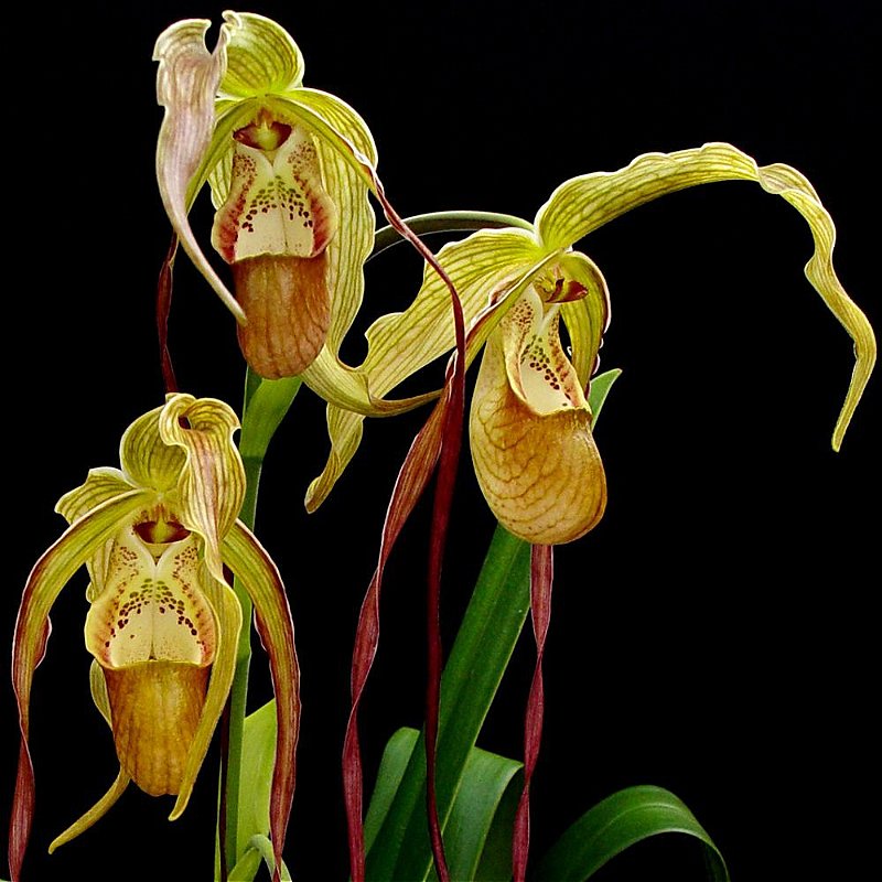 Phragmipedium Grande - Orquidário 4 Estações - Orquídeas e Flores ...