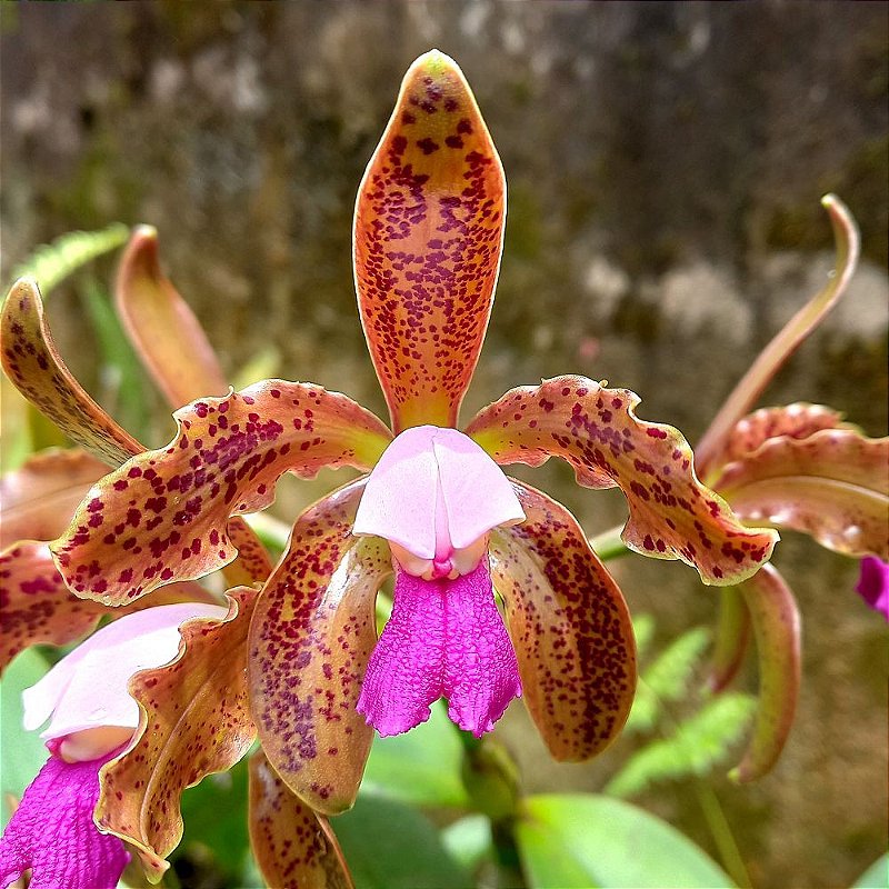 Orquídea Cattleya guttata tipo - Orquidário 4 Estações - Orquídeas e ...