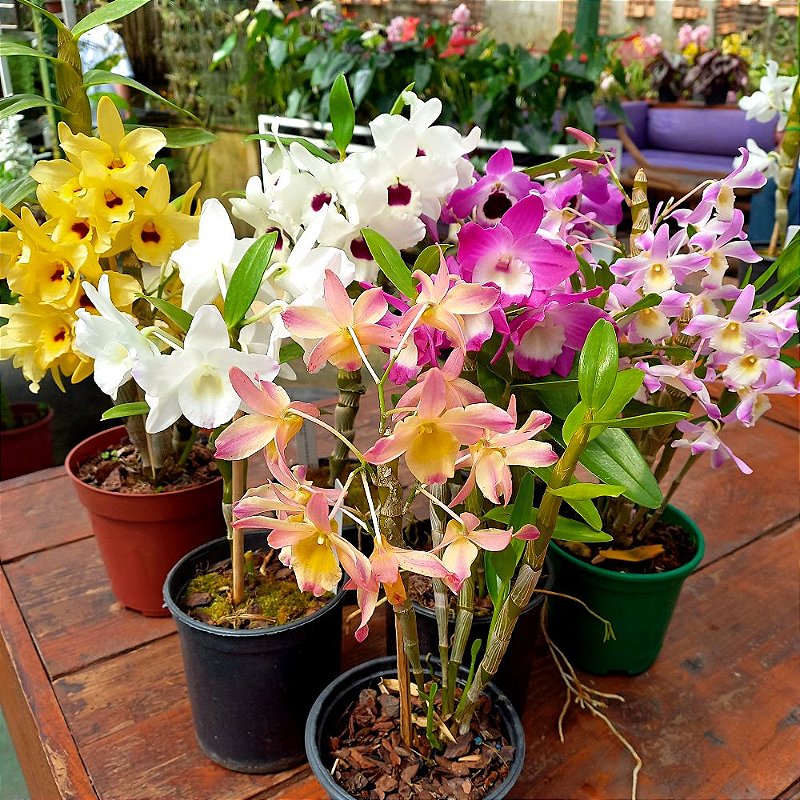 Orquídea Dendrobium Nobile Sortido - Orquidário 4 Estações - Orquídeas ...