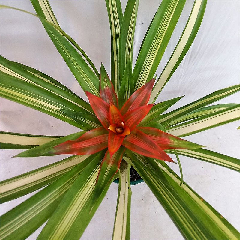 Bromélia Guzmânia lingulata variegata - Orquidário 4 Estações ...