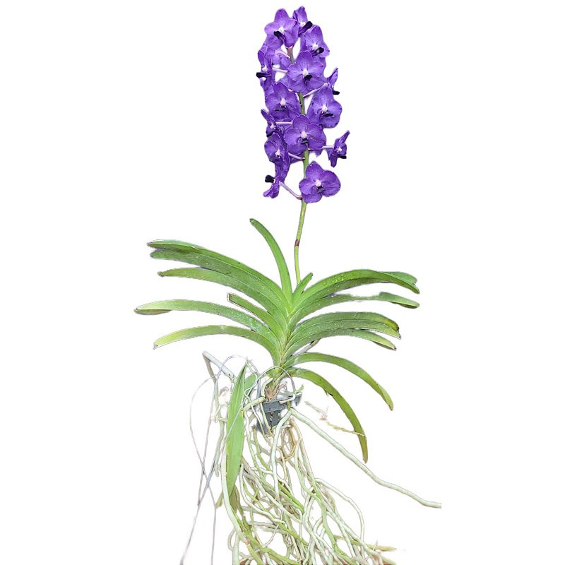 Vanda Ploenpit Blue - Orquidário 4 Estações - Orquídeas e Flores ...