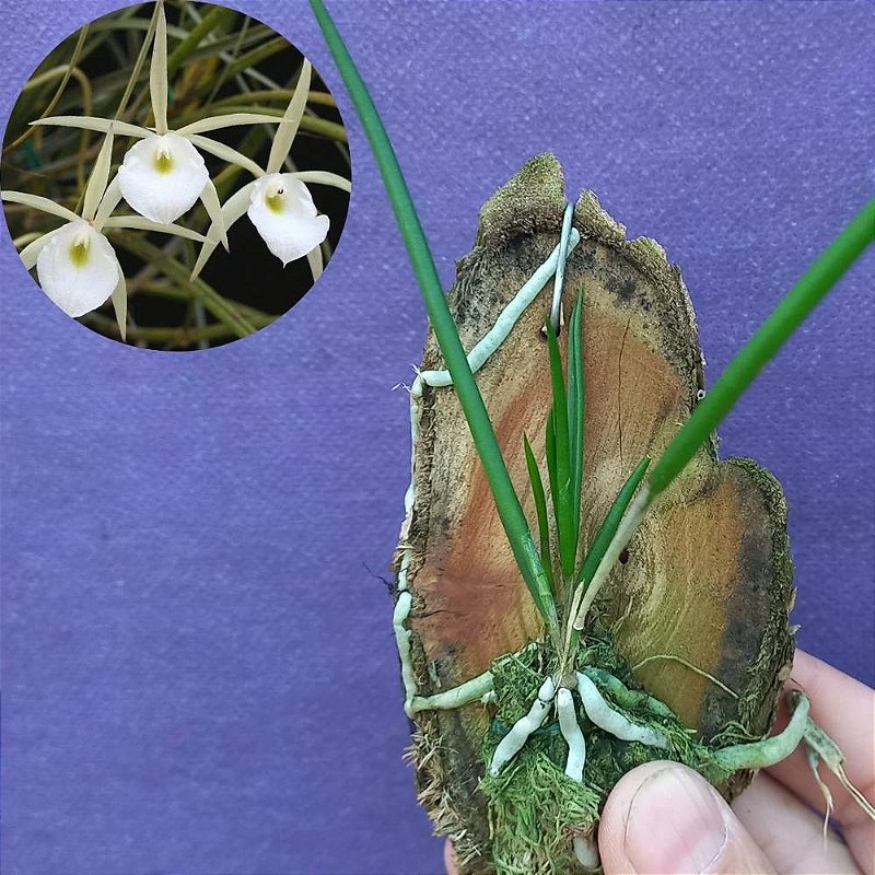 Orquídea Brassavola flagelaris - Orquidário 4 Estações - Orquídeas e ...