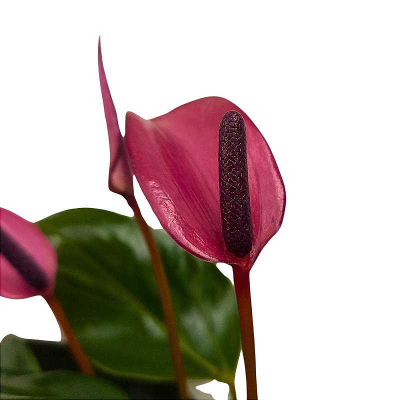 Antúrio Zizou - Orquidário 4 Estações - Orquídeas e Flores Ornamentais