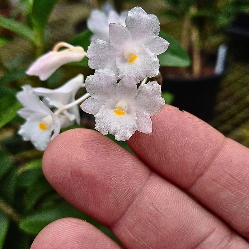 Orquídea Dendrobium mutabile - Orquidário 4 Estações - Orquídeas e ...