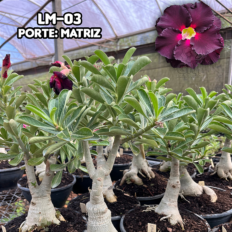Rosa do Deserto - MATRIZ LM-03 | GM Rosa do Deserto - GM Rosa do ... Rosa do Deserto - MATRIZ LM-03 | GM Rosa do Deserto - GM Rosa do ...
