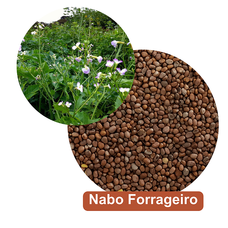 Sementes de Nabo Forrageiro - Lojão do Produtor