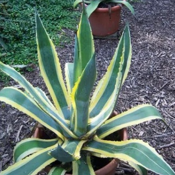 AGAVE AMERICANO ESPECOR - ESPECOR PLACE