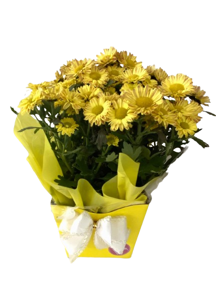 Mini Margarida - Floricultura Ribeironense