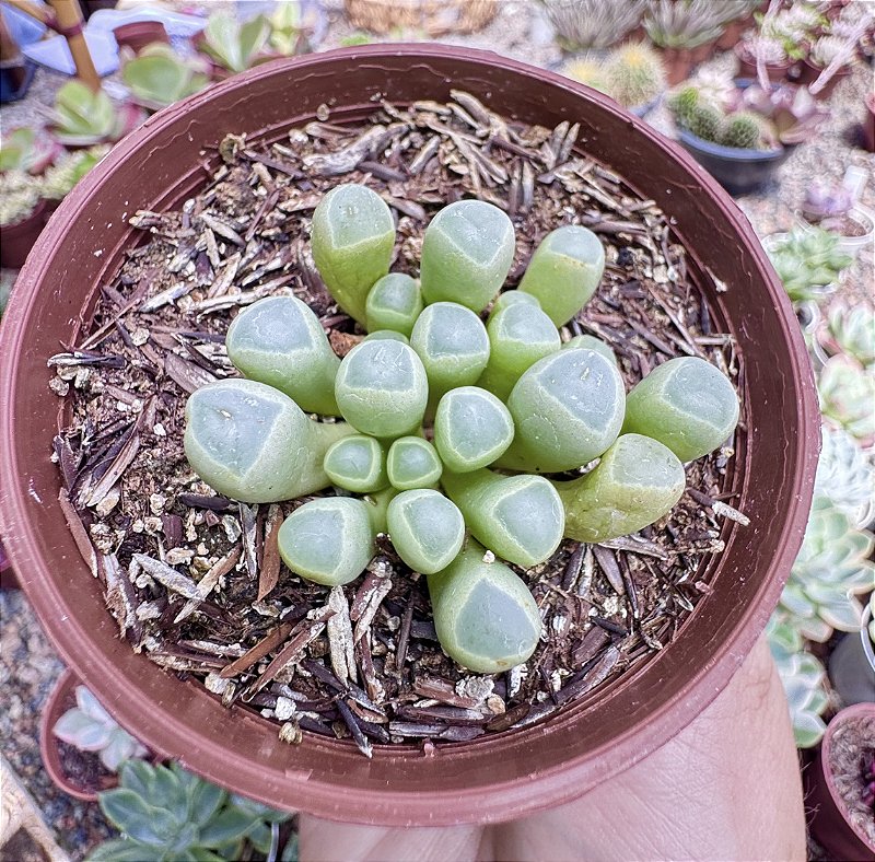 FENESTRARIA AURANTHIACA (DEDO DE ET) POTE 9 - Suculove By Juh