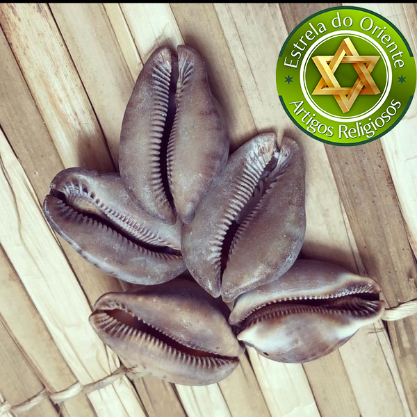 Búzio Ajé Médio Unidade - Loja Estrela do Oriente