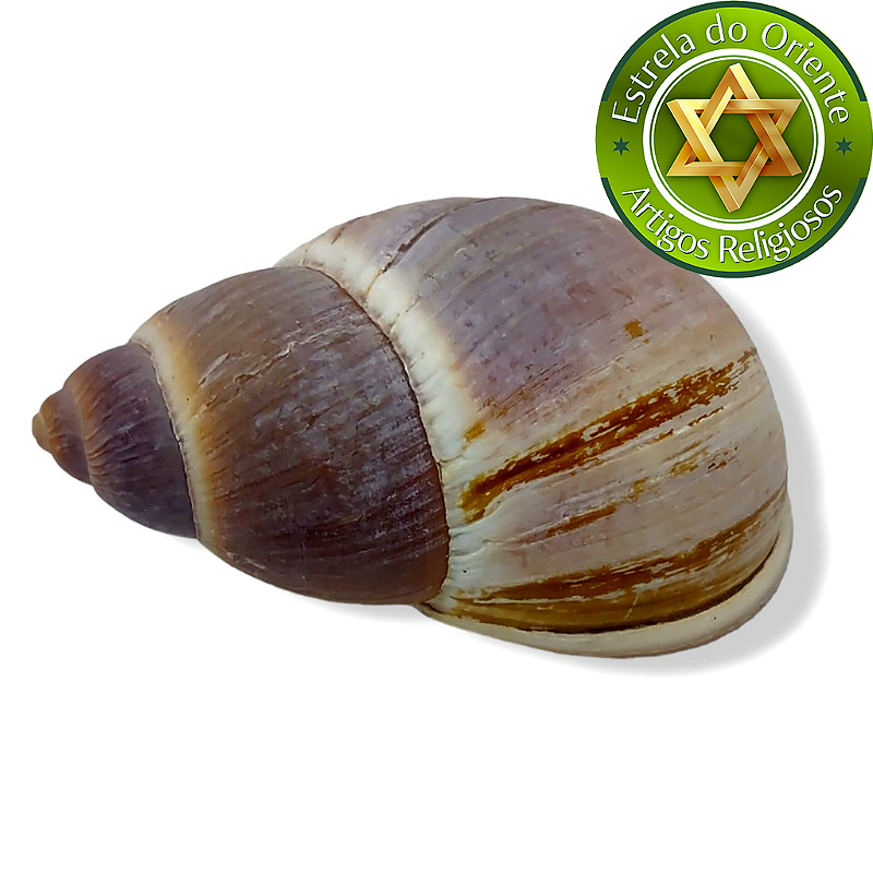 Concha Casca De Caramujo Ibi Igbin Assentamento Rituais - Loja Estrela ...