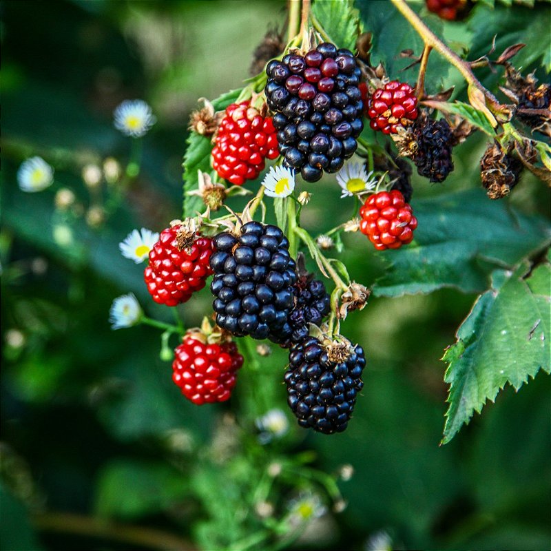 Tipos De Amora Gigante - FDPLEARN