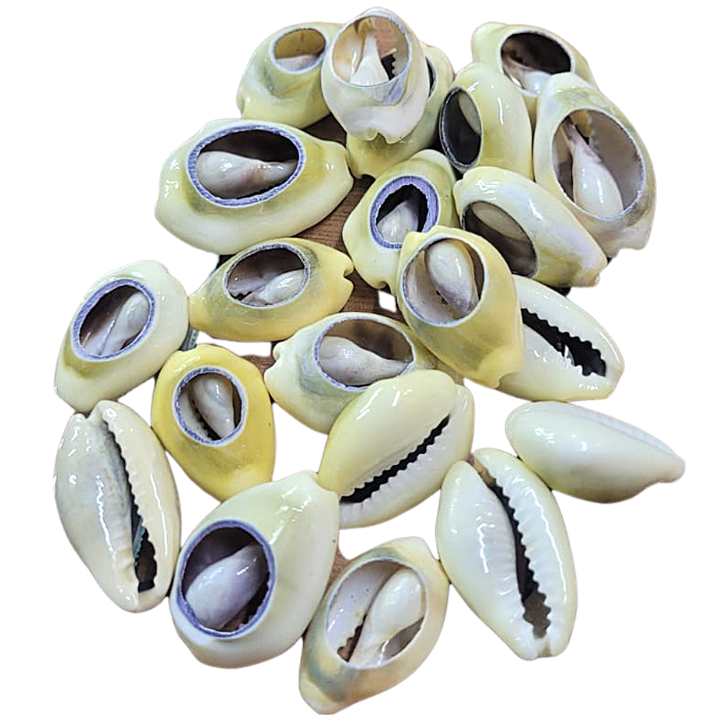 Búzios Gema Aberto - Pacote Com 100g - Natural - Sarava Shop