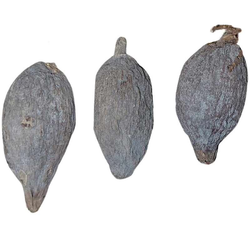 Fava De Ataré Pimenta Da Costa Africana - Unidade - Sarava Shop