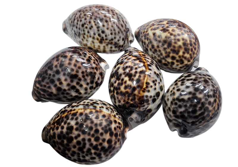 Buzios Age Tiger Marrom Grande Africano - Unidade - Sarava Shop