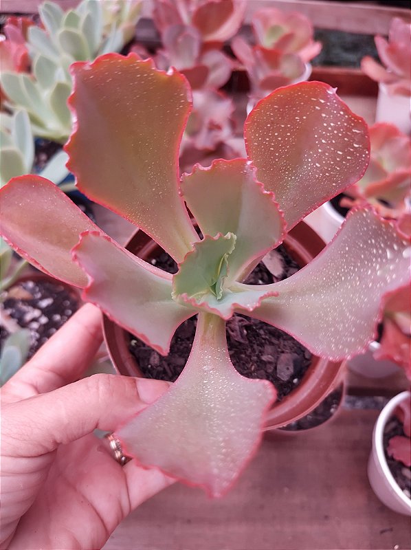 ECHEVERIA HIBRIDA SERROGRANDENSE POTE 11 - Kátia Ferreira suculentas