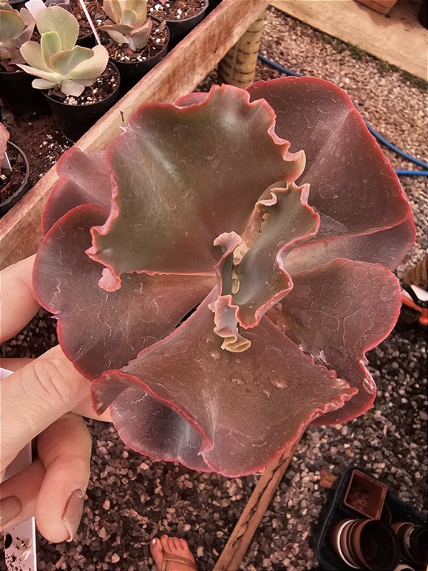 ECHEVERIA OLIVER NÃO DA CARUNCULAS POTE 11 - Kátia Ferreira suculentas