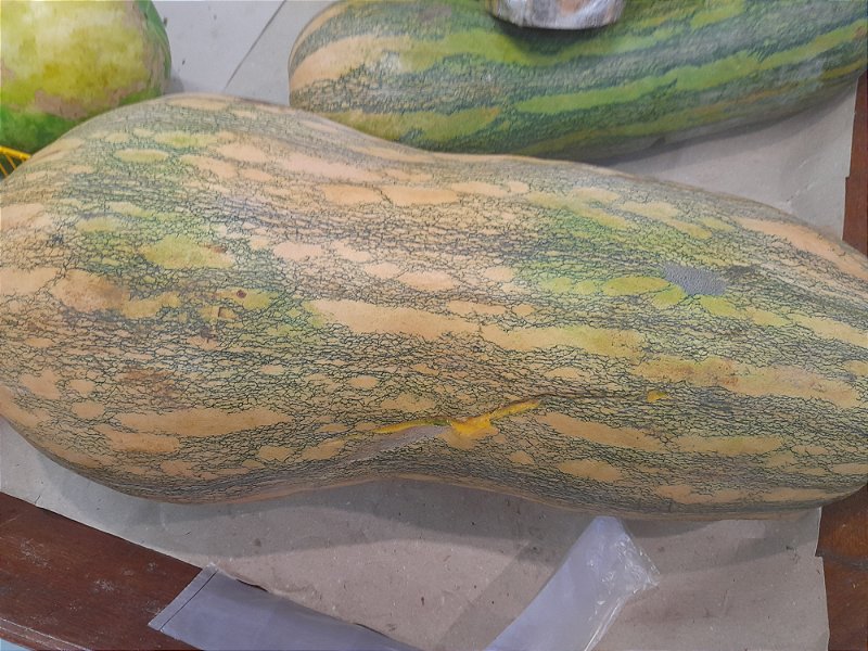 10 sementes de abóbora seca gigante - J&ASEMENTESORGÂNICAS