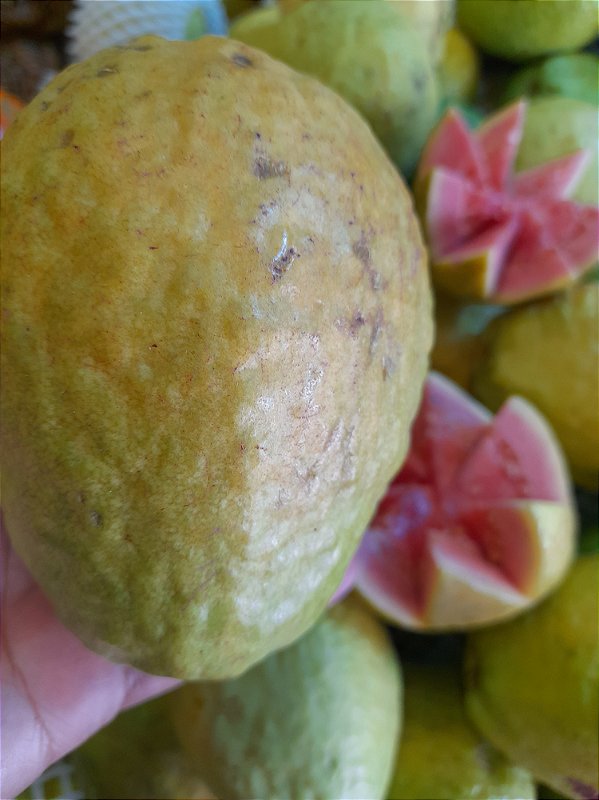 Sementes goiaba tailandesa - J&ASEMENTESORGÂNICAS