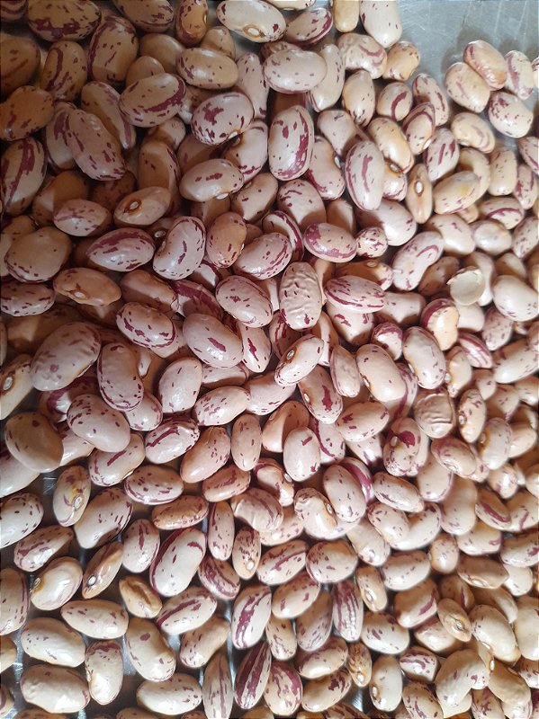 50 sementes de feijão rajado - J&ASEMENTESORGÂNICAS