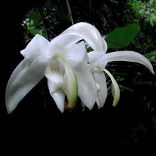Stanhopea candida - Orquidário Tradição