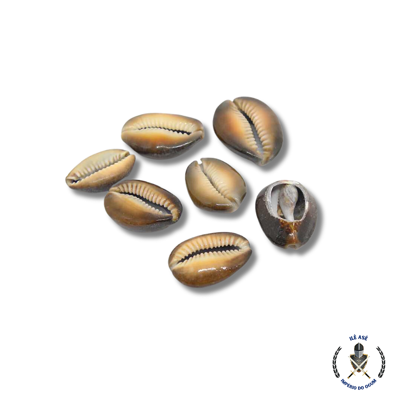 Buzio Africano aberto - unidade - www.imperiodoogum.com.br