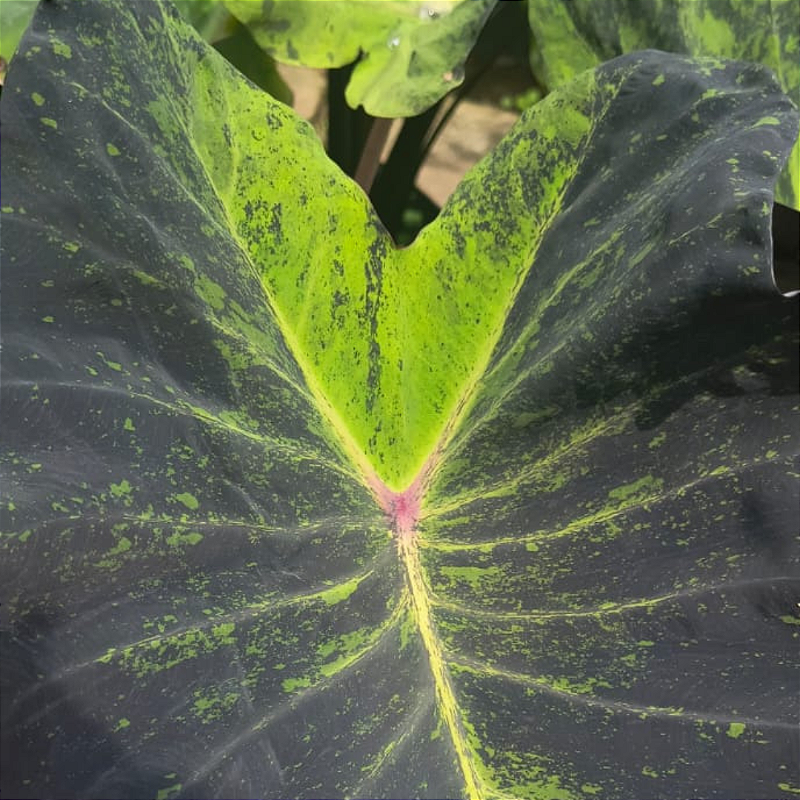 Colocasia Kaiser - Saytor Plants