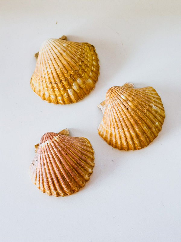 Concha Shell - Chamado de Fé