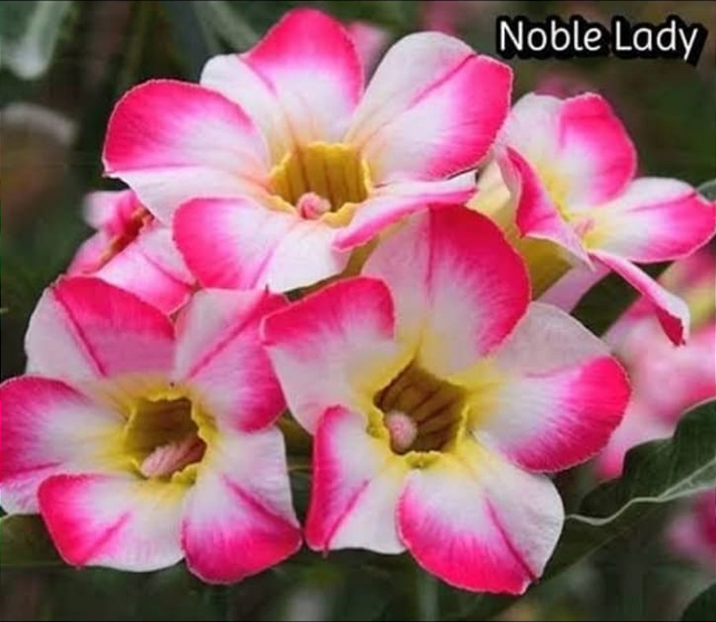 ROSA DO DESERTO NOBLE LADY - DEIA ROSAS DO DESERTO