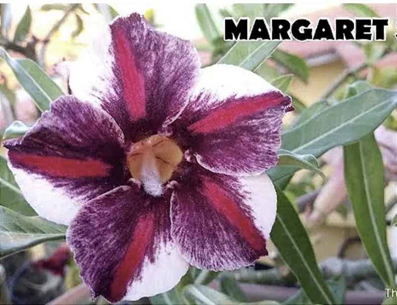 Rosa do deserto Margareth star - DEIA ROSAS DO DESERTO