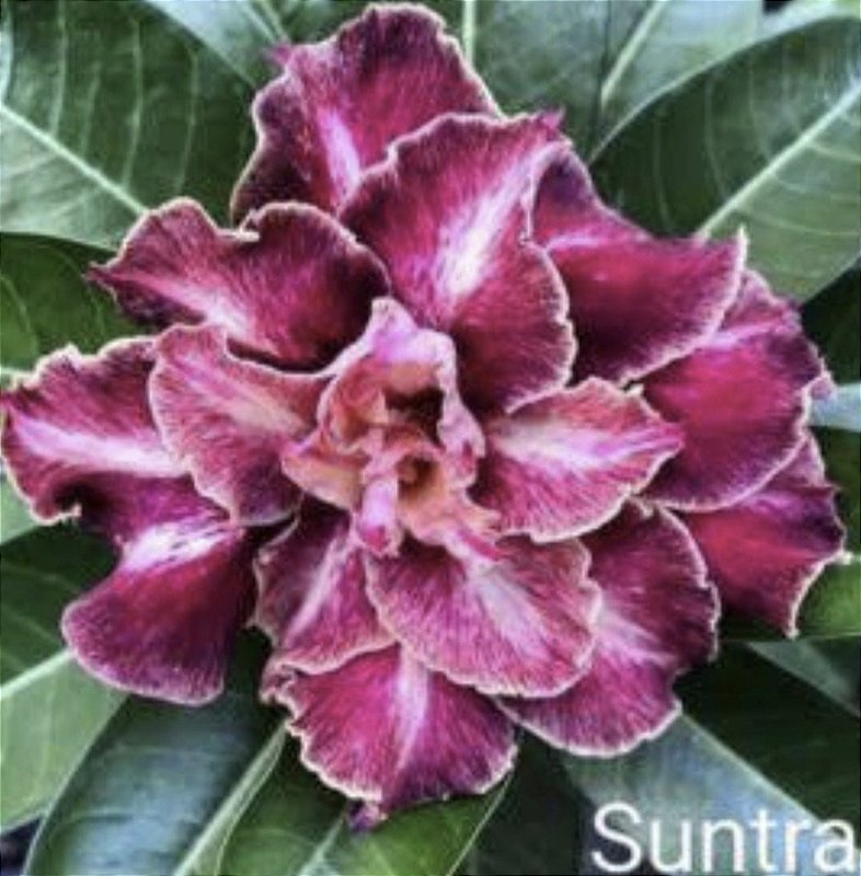 SUNTRA BABY - DEIA ROSAS DO DESERTO