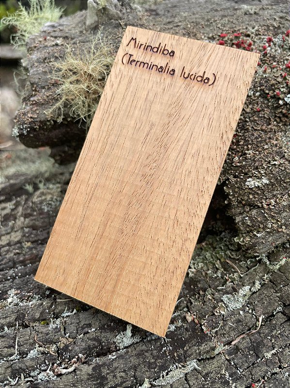 AMOSTRA DE MADEIRA PARA XILOTECA - Mirindiba (Terminalia lucida ...