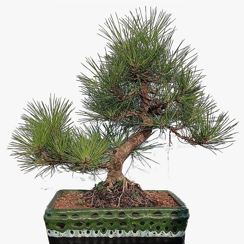 Pinheiro negro - CAMINHO DO BONSAI - Compra e Venda, Manutenção ...