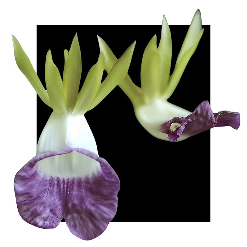 Galeandra Chapadensis - muda - Orquídario Durval Ferreira