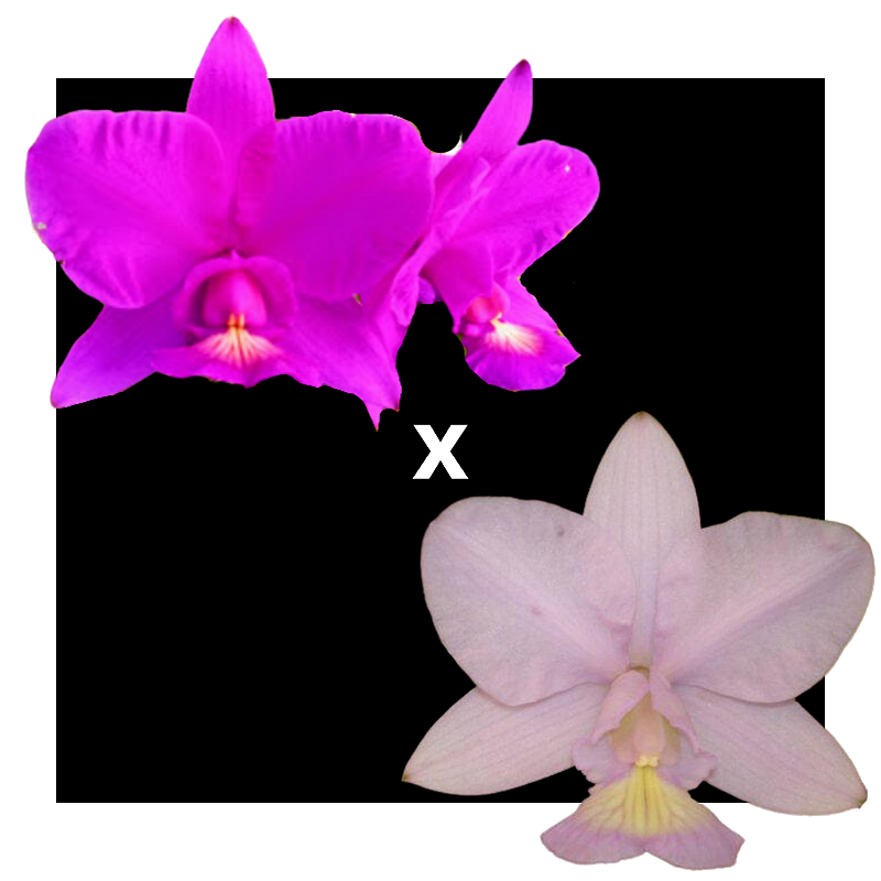 Cattleya Nobilior Rubra DF Especial x Nobilior Coerulea Kryptonita ...
