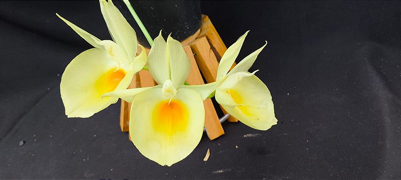 Catasetum Pileatum Aurantiacum -Raro - adulto - Orquídario Durval Ferreira