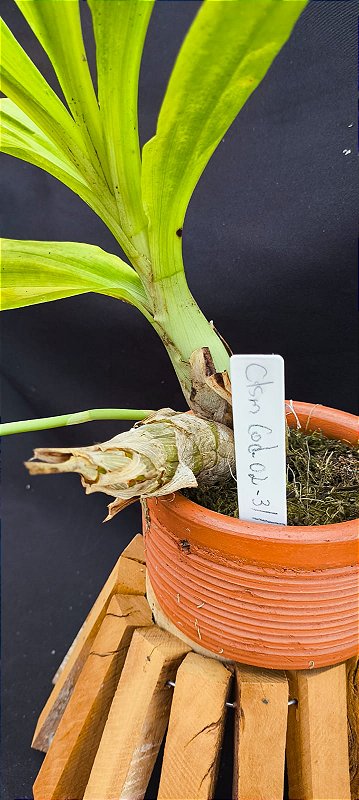 Catasetum Susan Fuchs - adulto - Orquídario Durval Ferreira