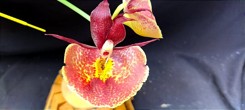 Catasetum Susan Fuchs x João Stivali- adulto - Orquídario Durval Ferreira