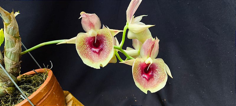 Catasetum Susan Fuchs - adulto-2 - Orquídario Durval Ferreira