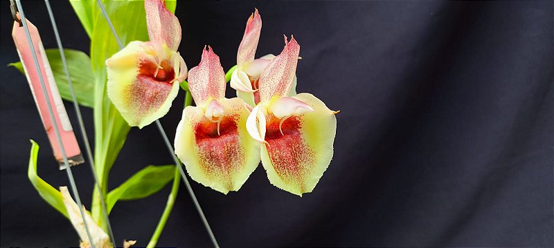 Catasetum Susan Fuchs - adulto-3 - Orquídario Durval Ferreira