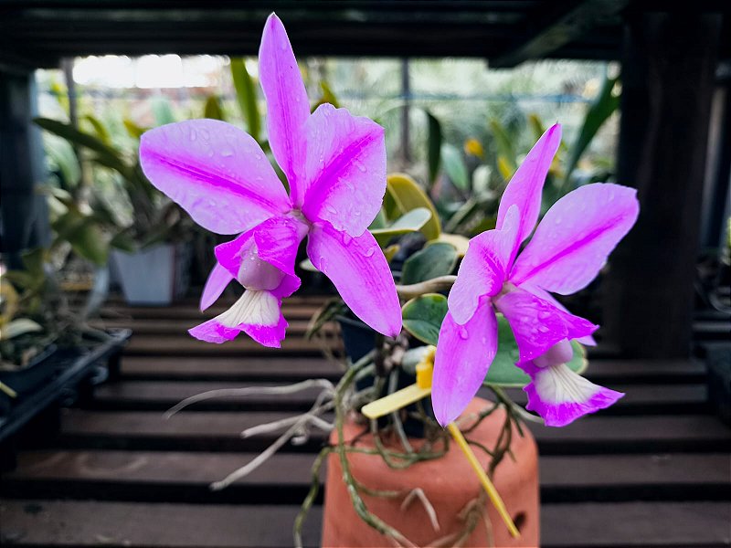 Cattleya Nobilior Flamea Celestial - Adulta - Orquídario Durval Ferreira