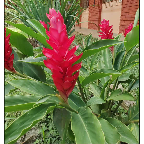 Alpinia Purpurata Vermelha - Orquidário Nhá Mercedes