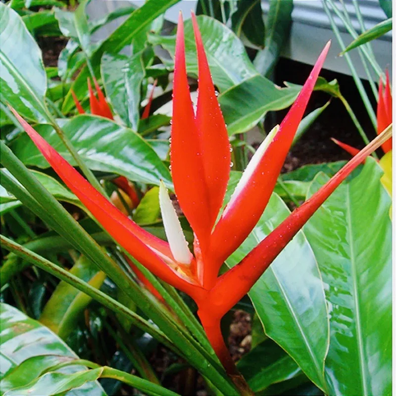 Heliconia angusta 'Red Christmas' - Orquidário Nhá Mercedes