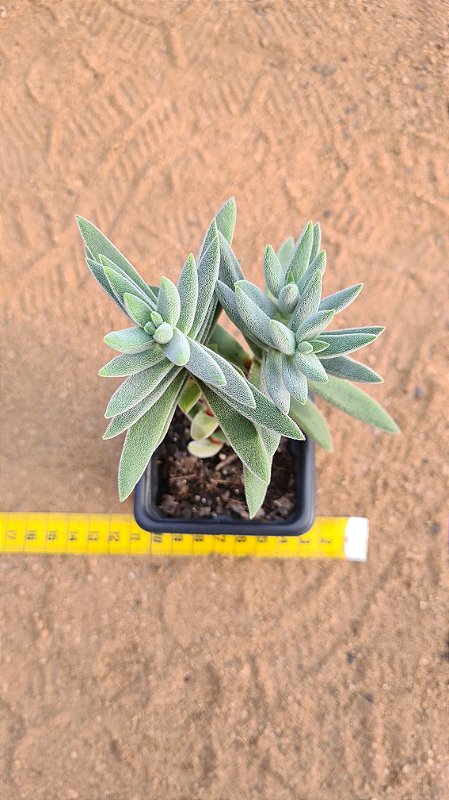 Crassula mesembryanthemoides tenelli - CACTUSCURITIBA