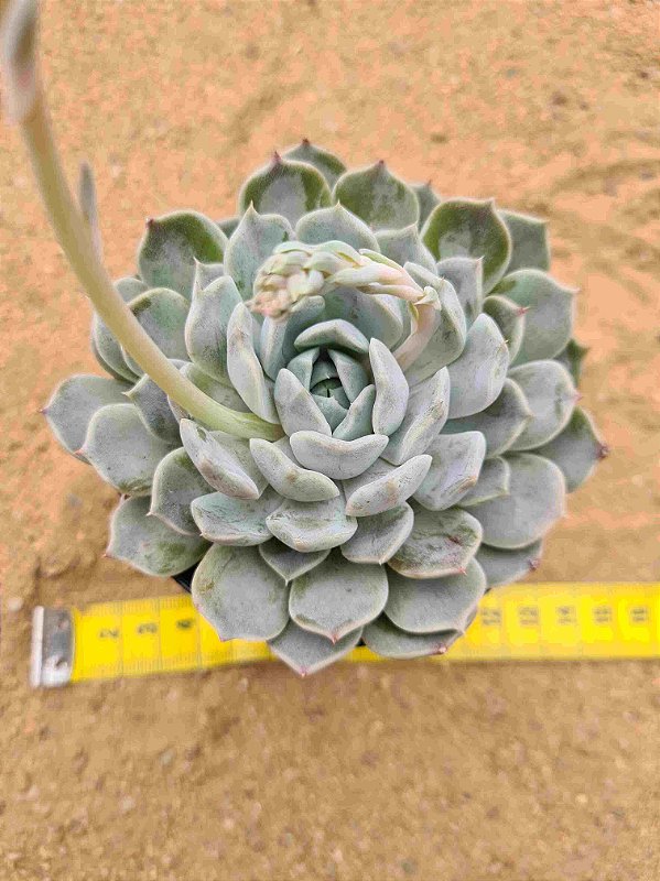 Echeveria mary bell - CACTUSCURITIBA