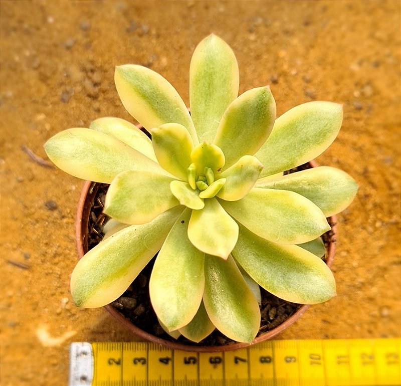 Echeveria mini belle variegata - CACTUSCURITIBA