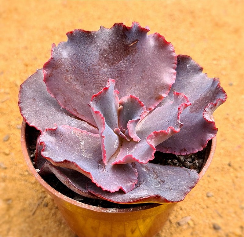 Echeveria Jane naylor - CACTUSCURITIBA