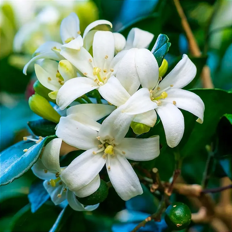 MURTA (Murraya Paniculata) - Rebrotar Plantas