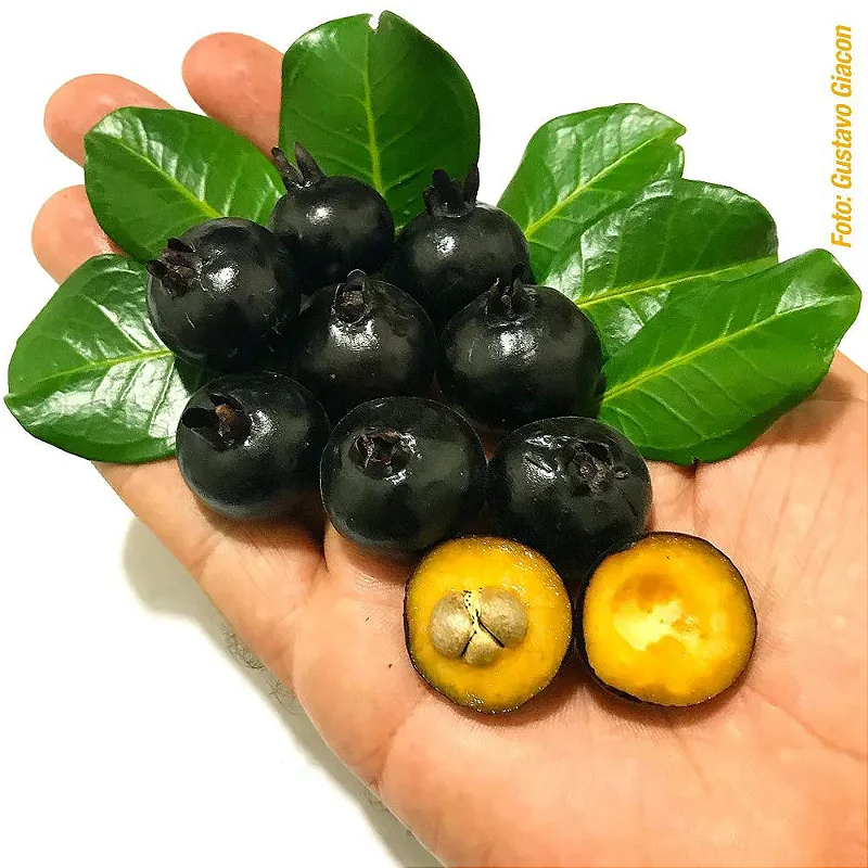 GRUMIXAMA (Eugenia brasiliensis) - Rebrotar Plantas