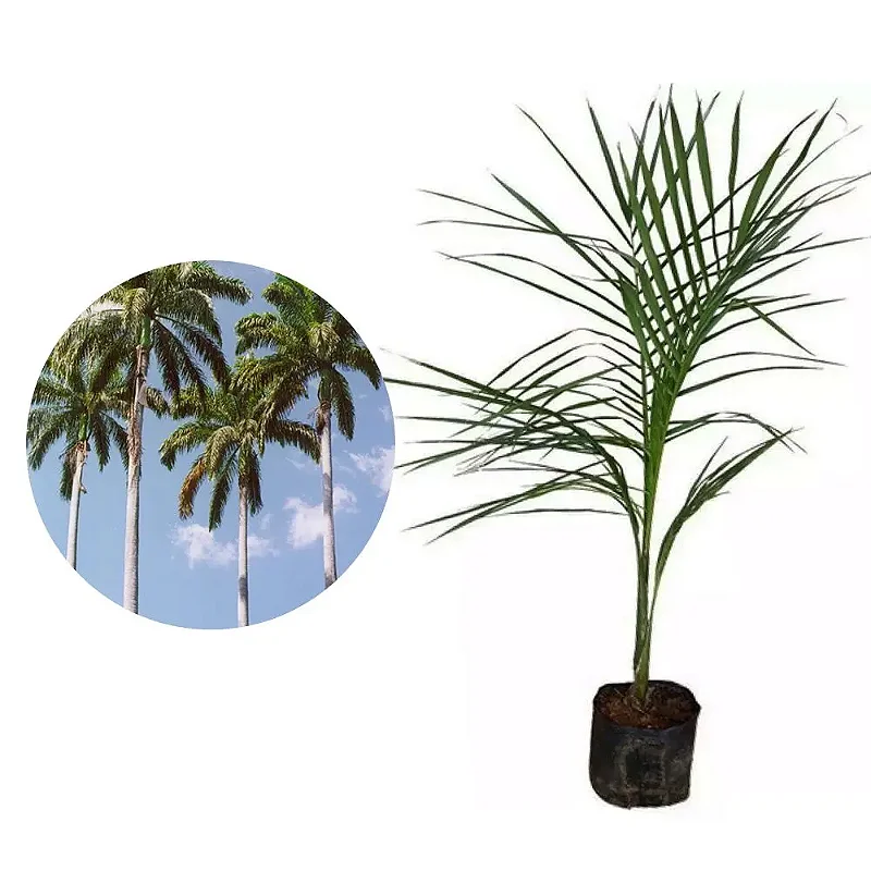 PALMEIRA IMPERIAL (Roystonea Oleracea) - 60 cm - Rebrotar Plantas
